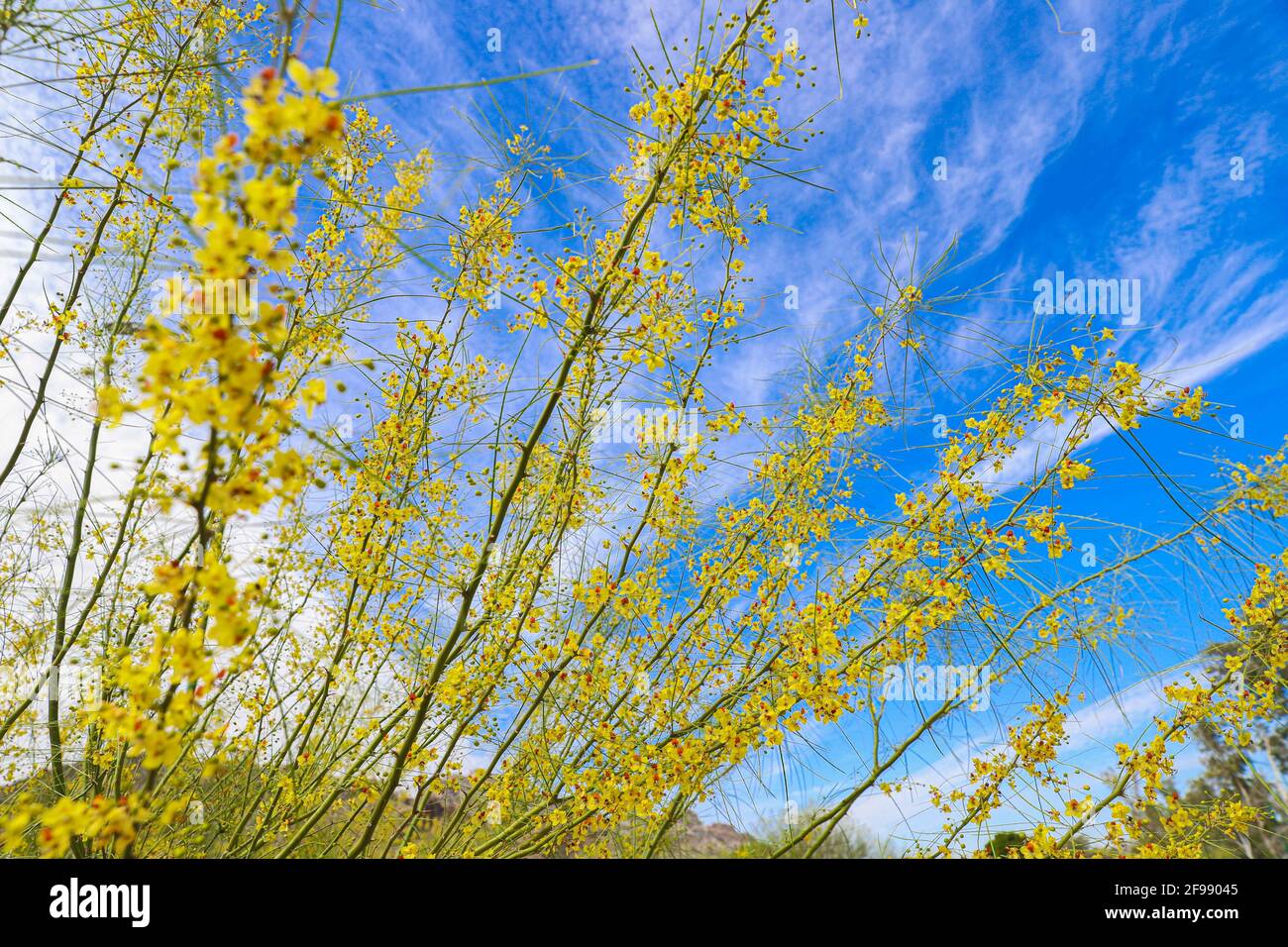 Yellow flowers of the palo verde tree, el espinillo or cinna-cina in ...