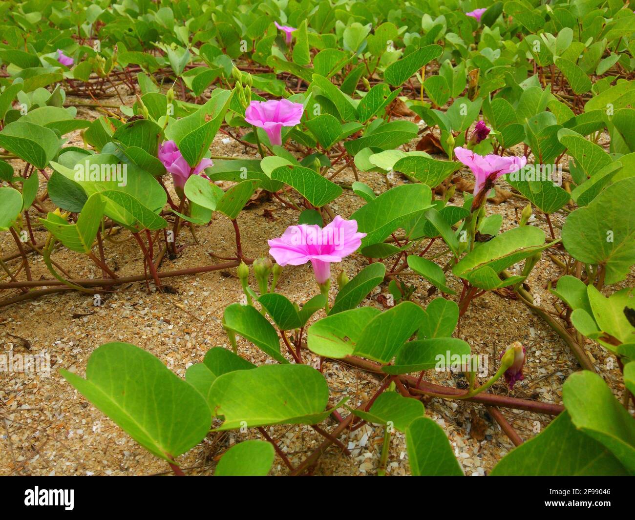 Closeup of Ipomoea pes-caprae flowers growing in a garden under the ...
