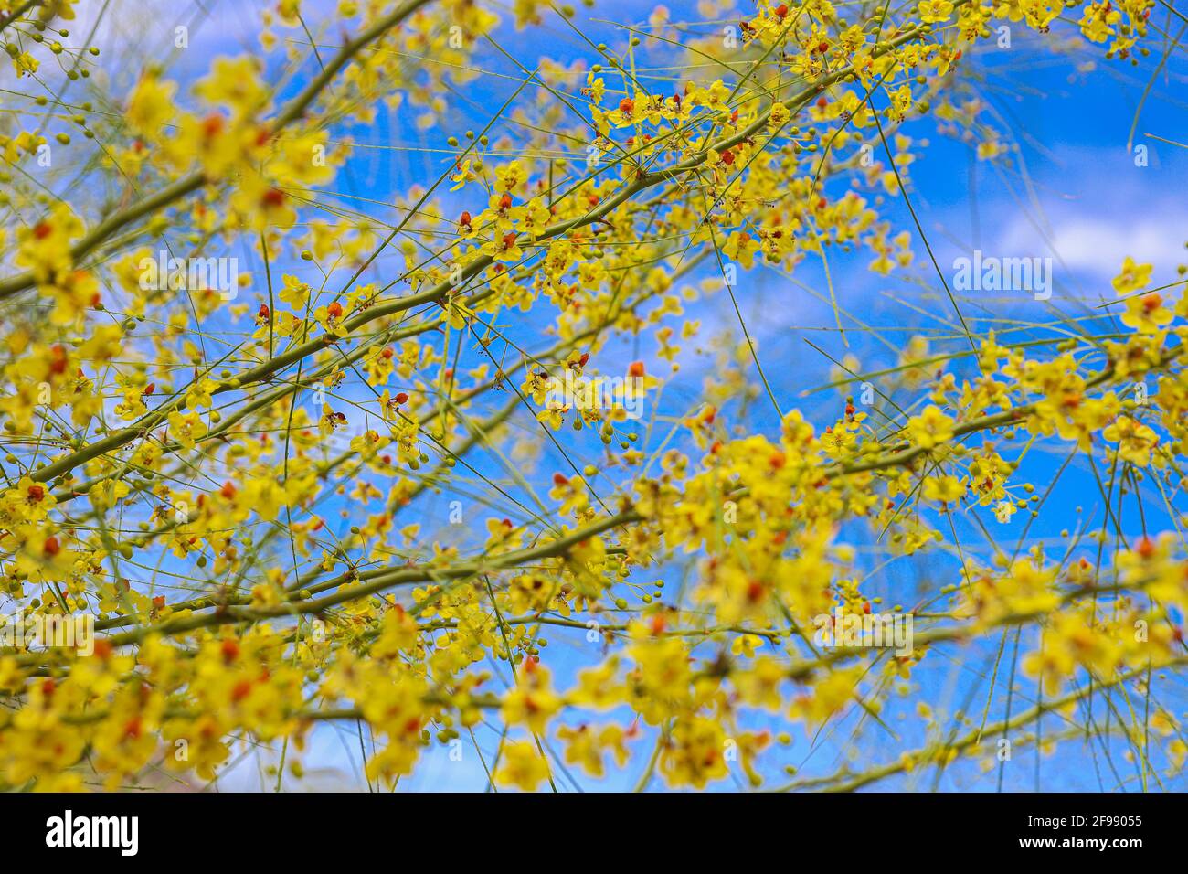 Yellow flowers of the palo verde tree, el espinillo or cinna-cina in ...