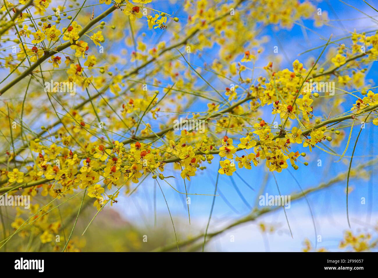 Arbol palo verde hi-res stock photography and images - Alamy