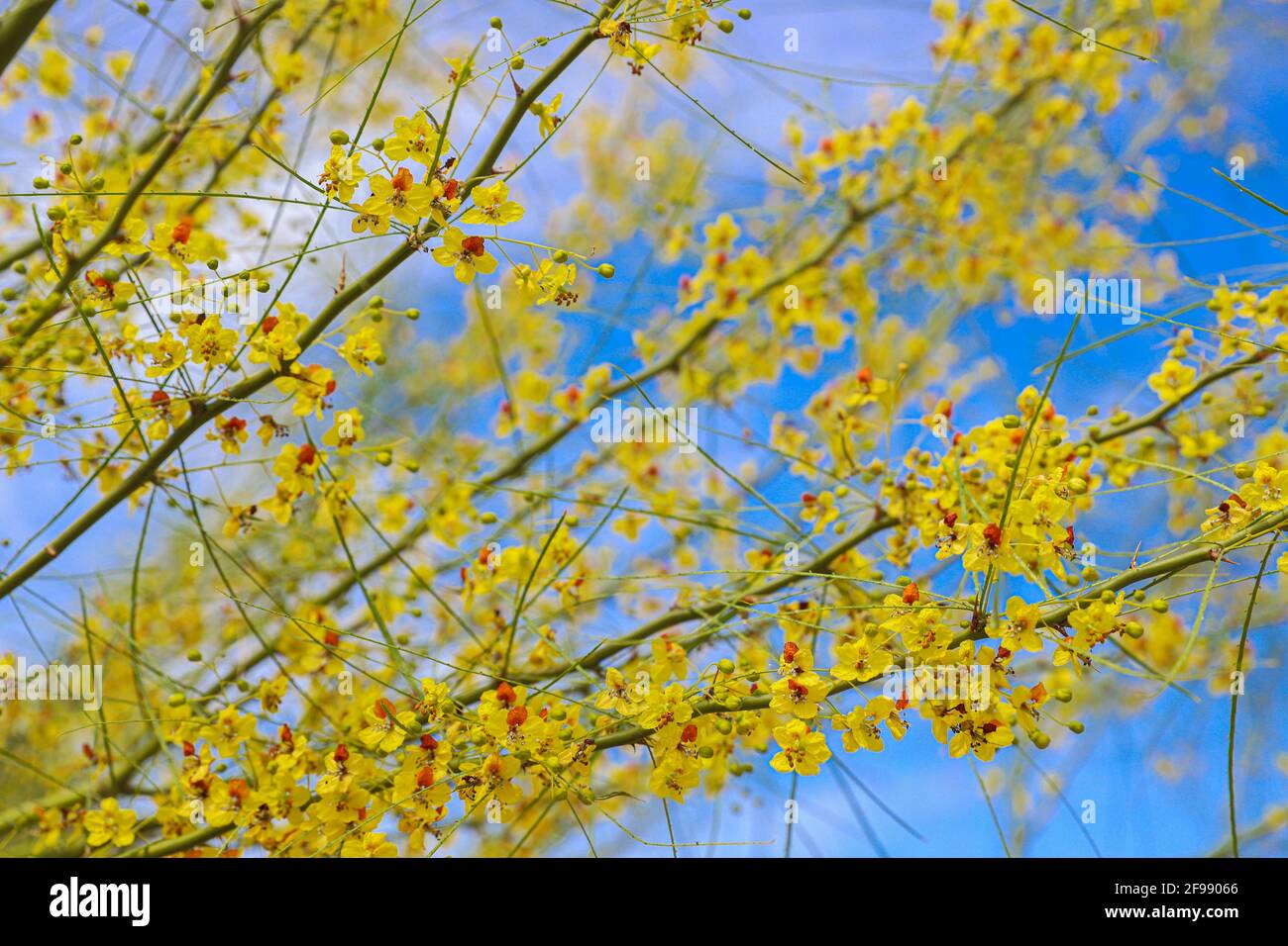 Arbol palo verde hi-res stock photography and images - Alamy