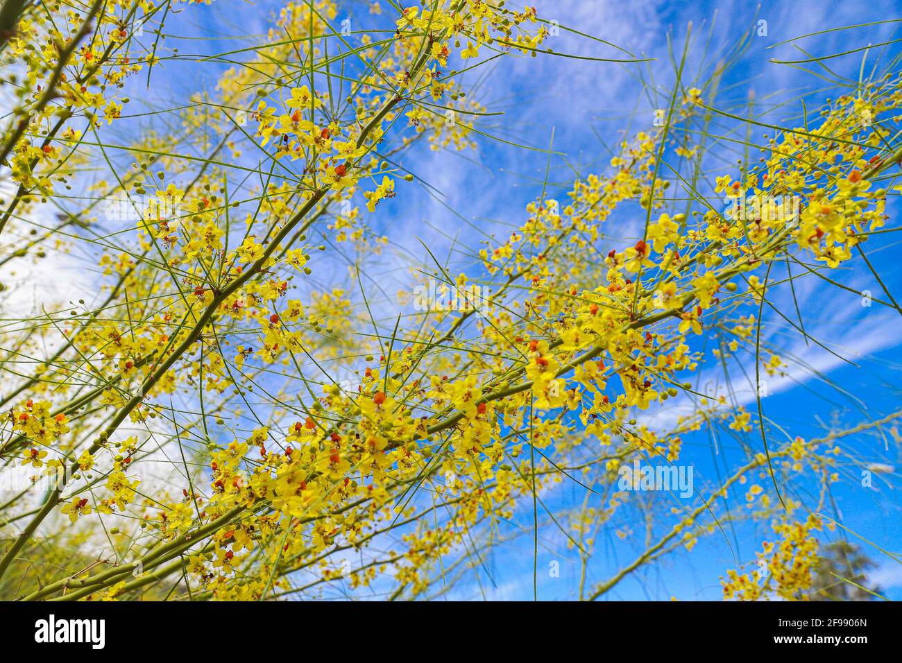Yellow flowers of the palo verde tree, el espinillo or cinna-cina in ...