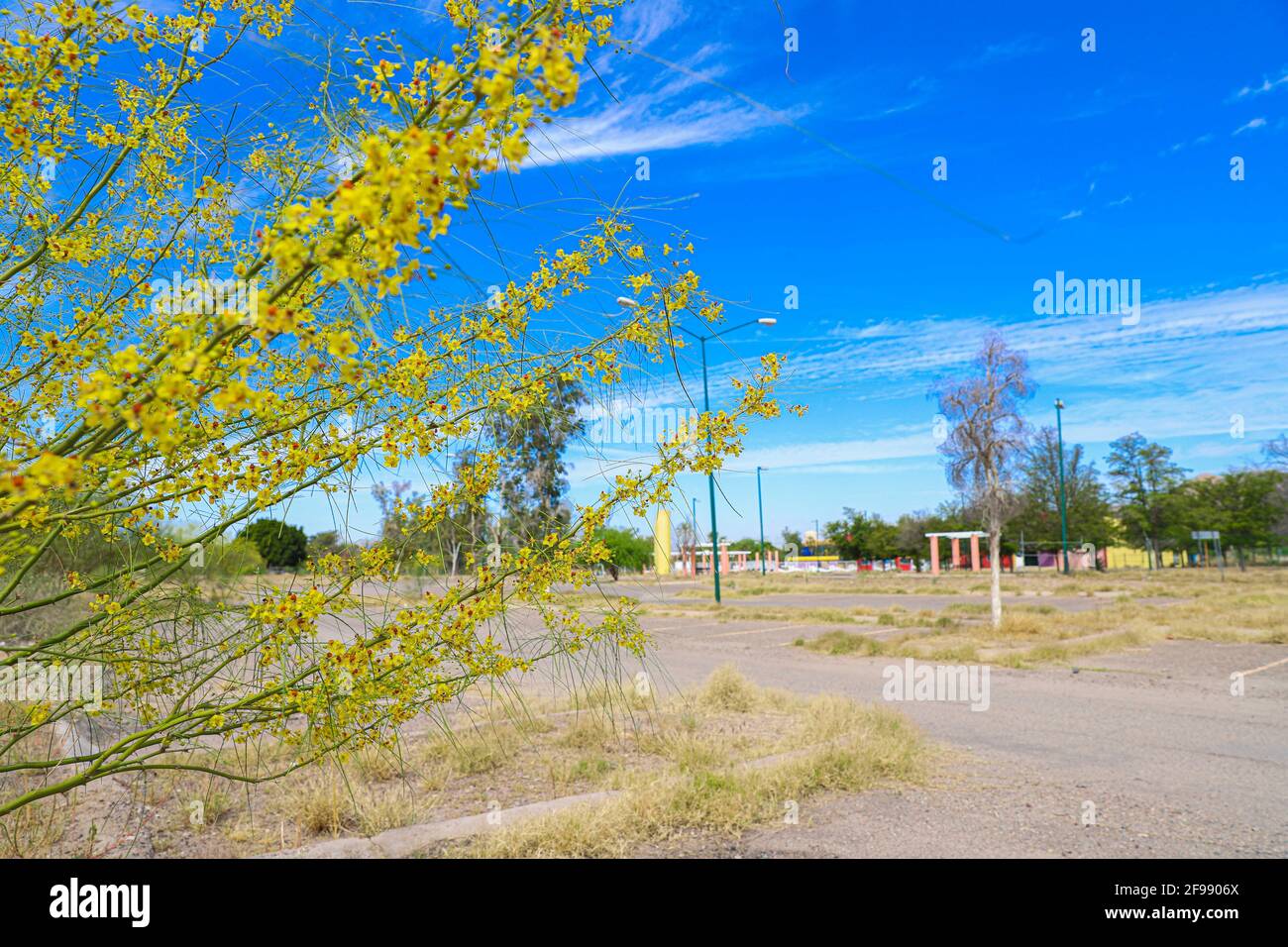 Parque la Sauceda yellow flowers of the palo verde tree, El espinillo ...