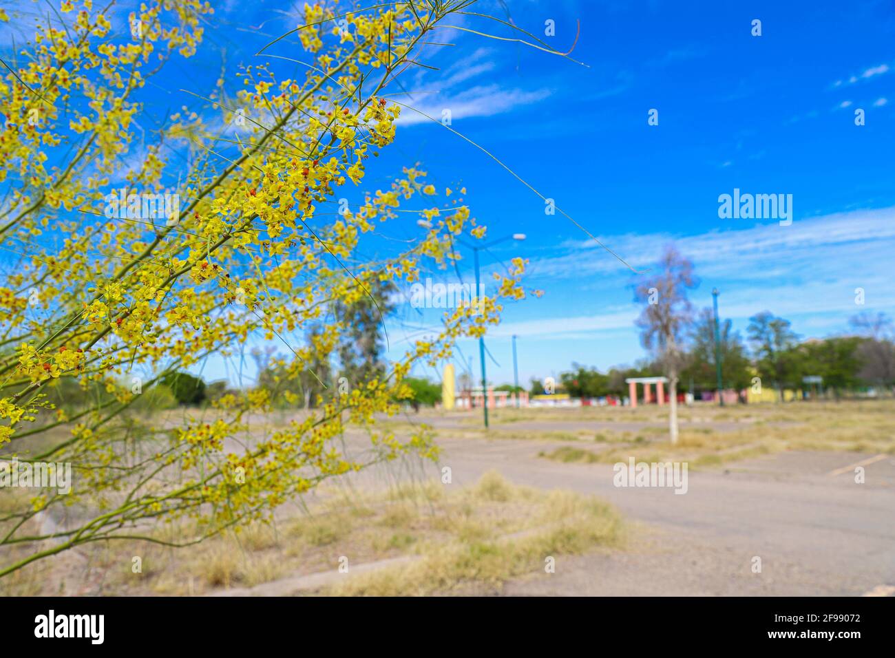 Parque la Sauceda yellow flowers of the palo verde tree, El espinillo ...