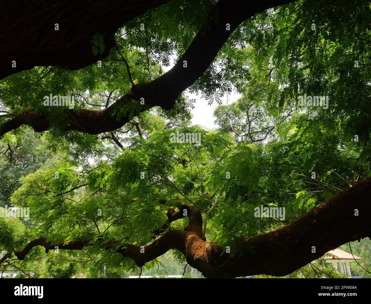 Monkey pod tree hi-res stock photography and images - Alamy
