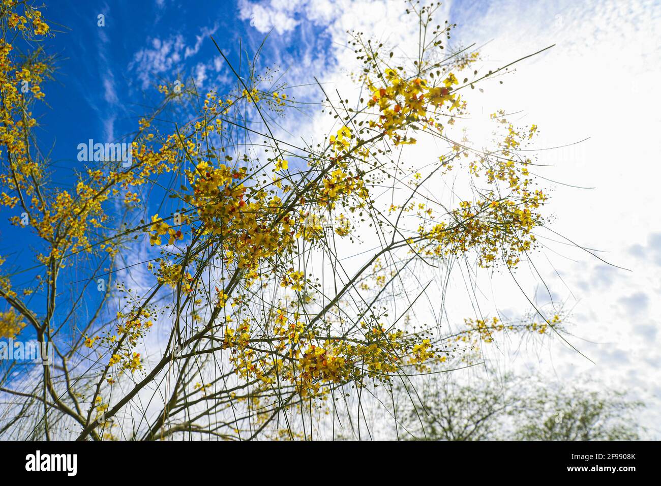 árbol de palo verde hi-res stock photography and images - Alamy