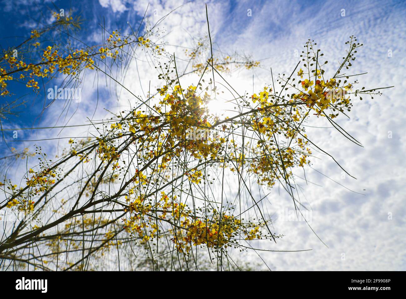 Arbol palo verde hi-res stock photography and images - Alamy