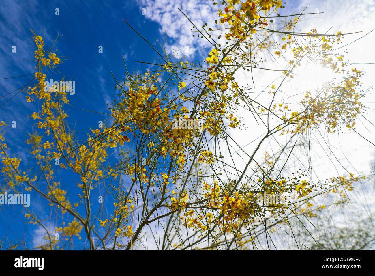 Palo azul hi-res stock photography and images - Alamy