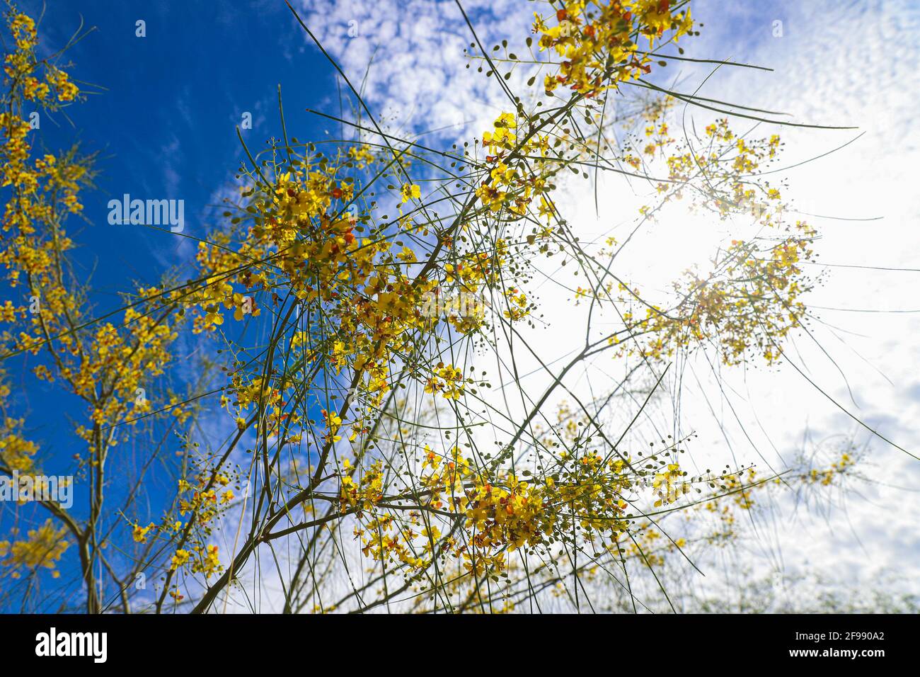 Yellow flowers of the palo verde tree, el espinillo or cinna-cina in ...