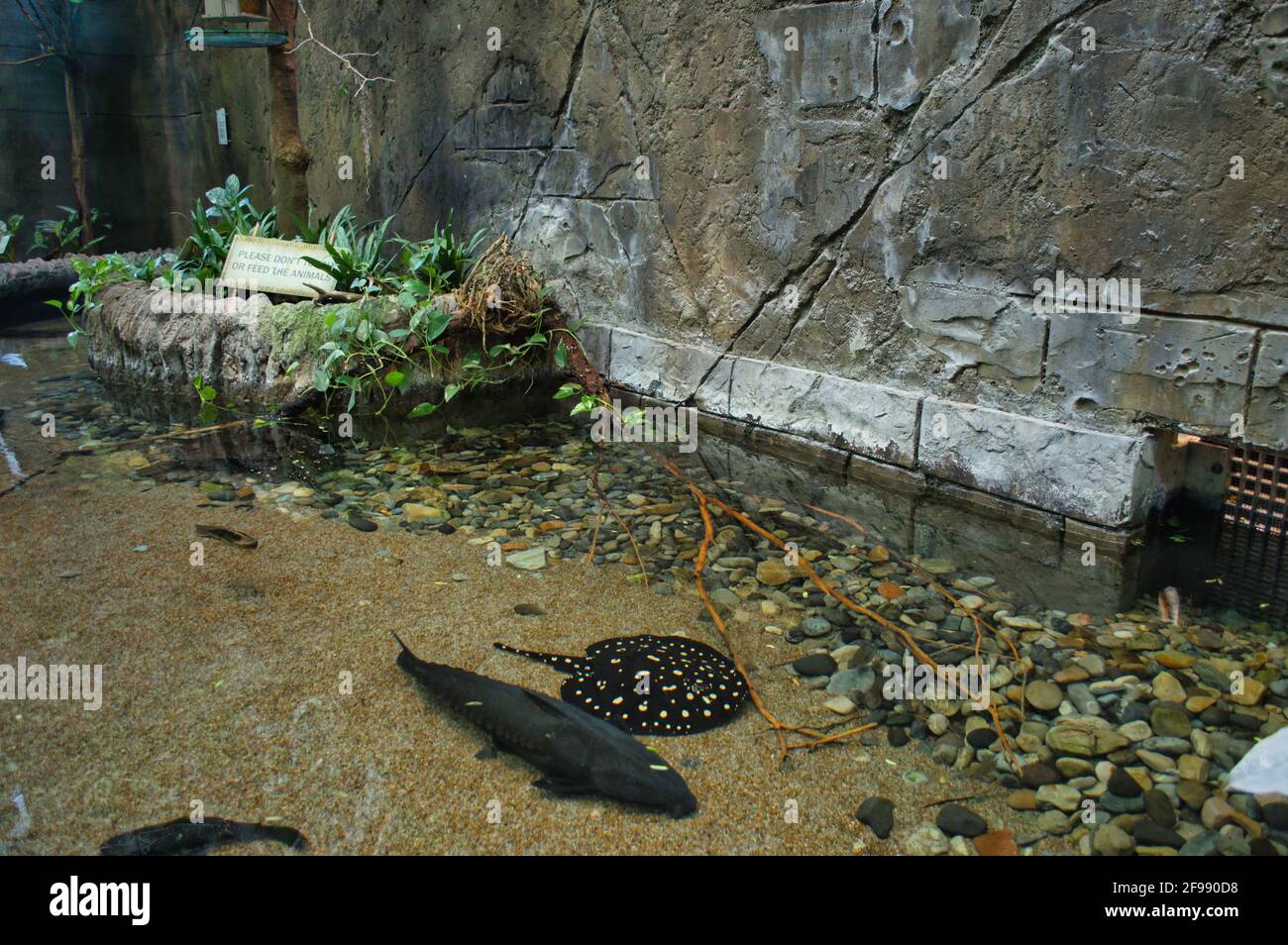 Sea animals swimming in an oceanarium Stock Photo - Alamy