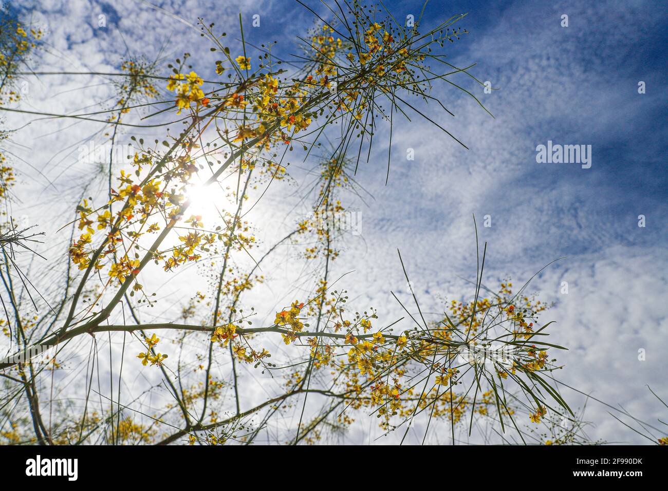 Blue sky and yellow flowers of the palo verde tree, El espinillo or ...