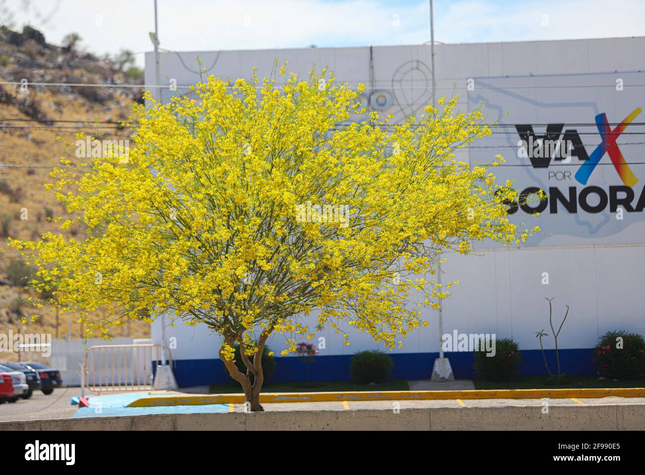 Yellow flowers of the palo verde tree, el espinillo or cinna-cina in ...
