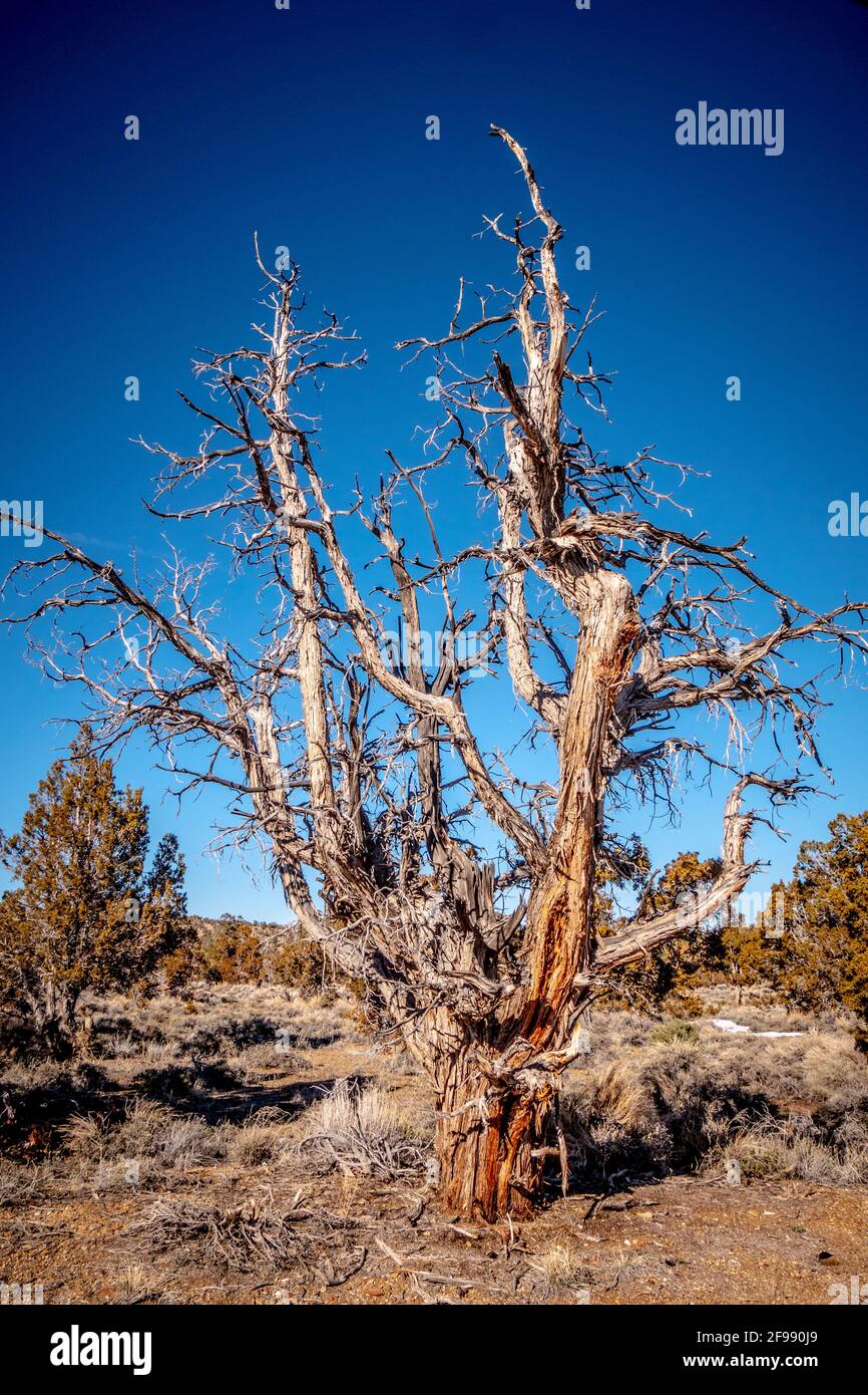 Dry rotten trees at Inyo National Forest in the Sierra Nevada - travel ...
