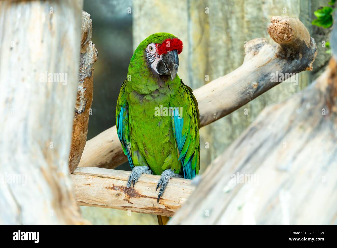 Scarlet fronted parakeet hi-res stock photography and images - Alamy