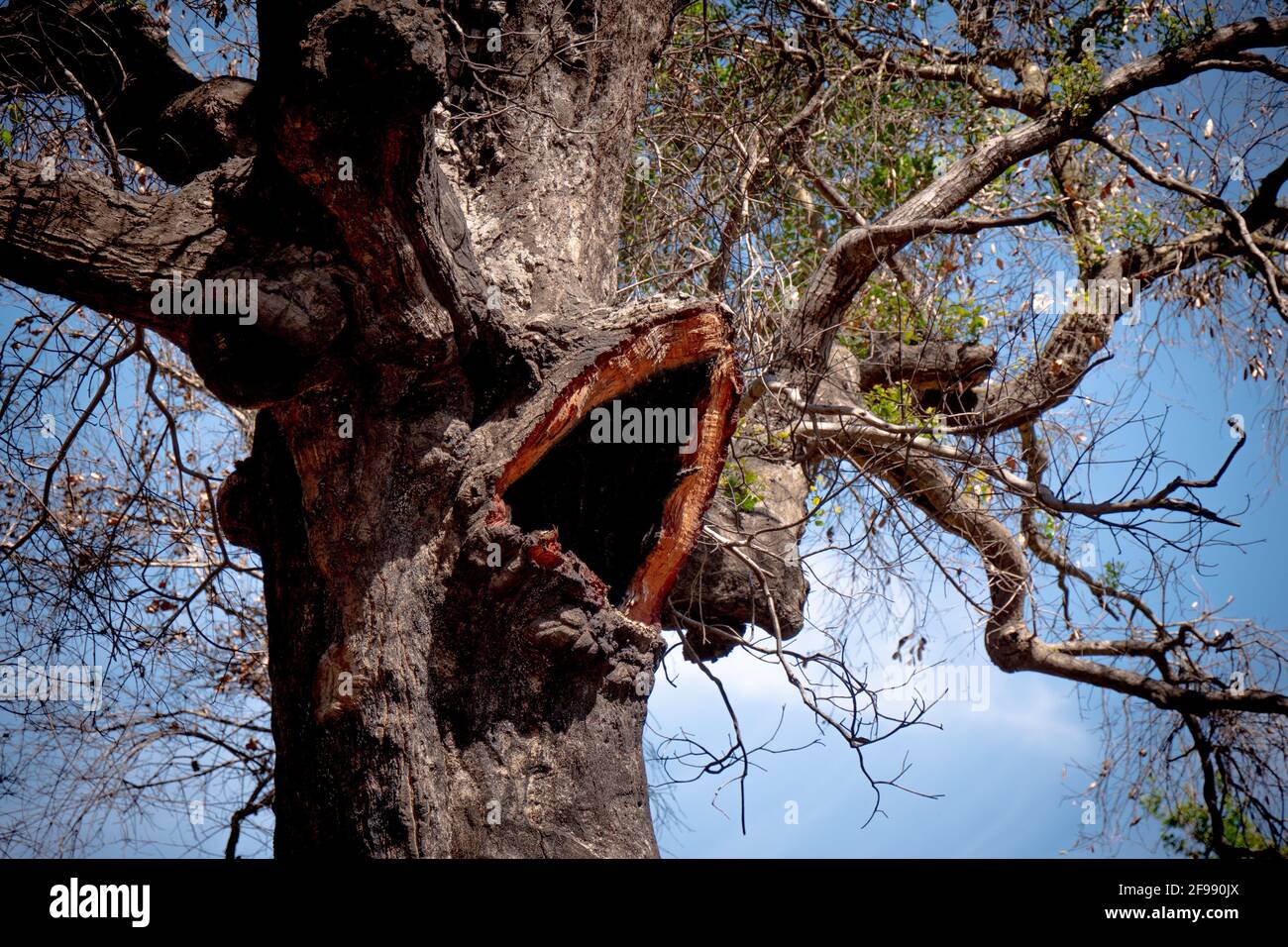 Burnt trees after the huge fire in malibu travel photography hi-res ...