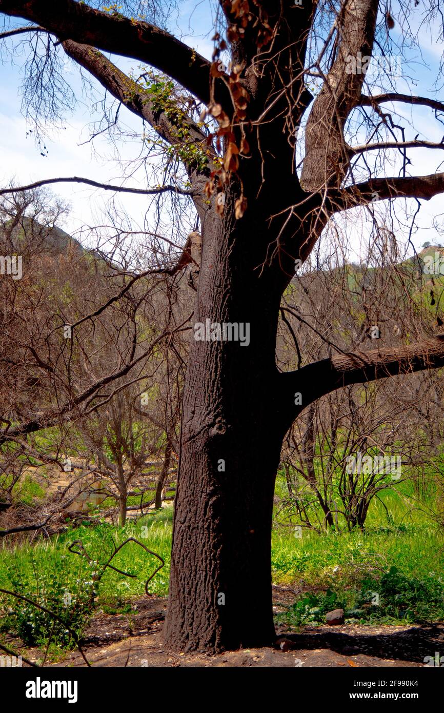 Burnt trees after the huge fire in malibu travel photography hi-res ...