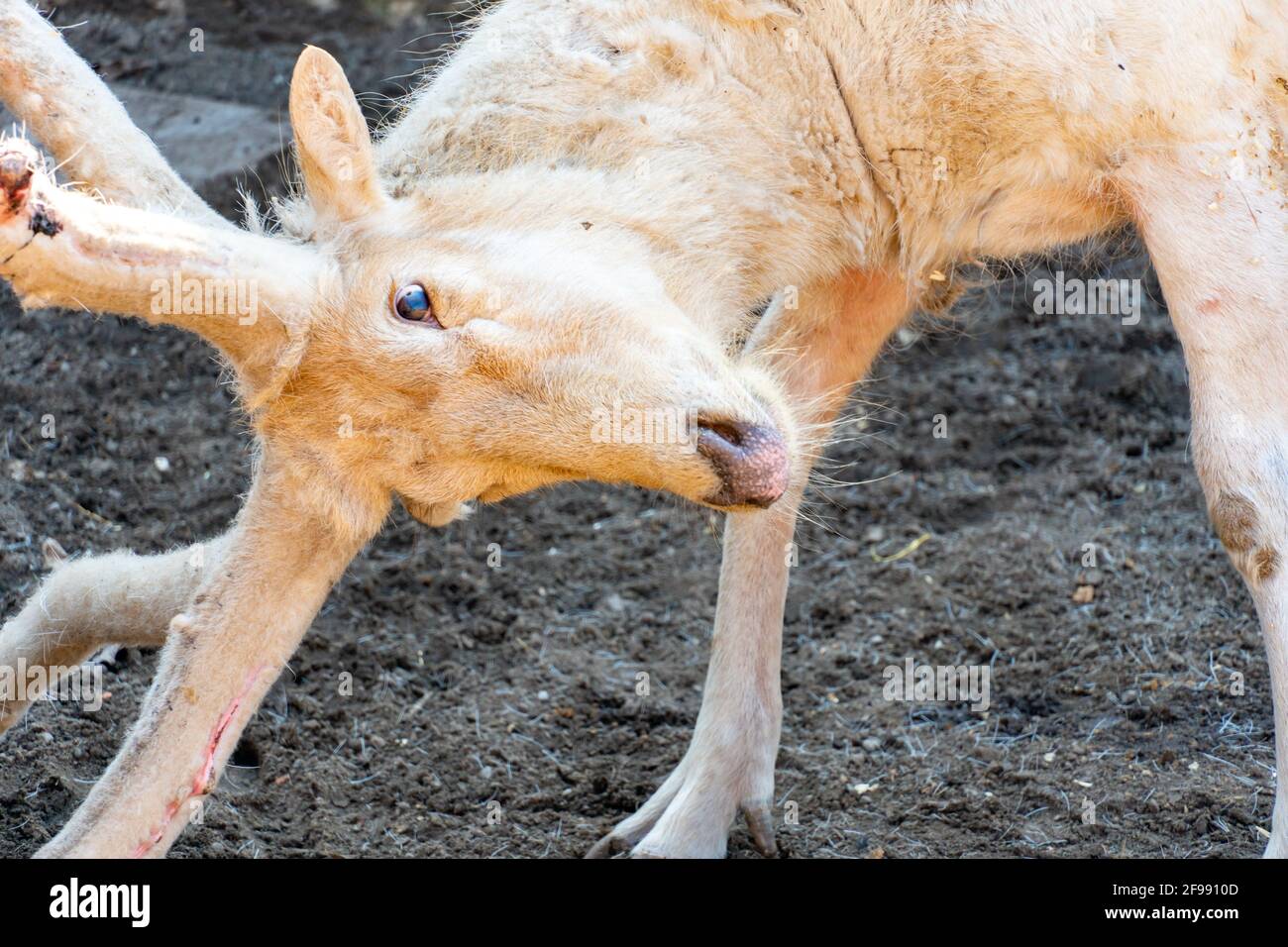 Deer albino. White old deer close-up. A white deer with wool antlers ...