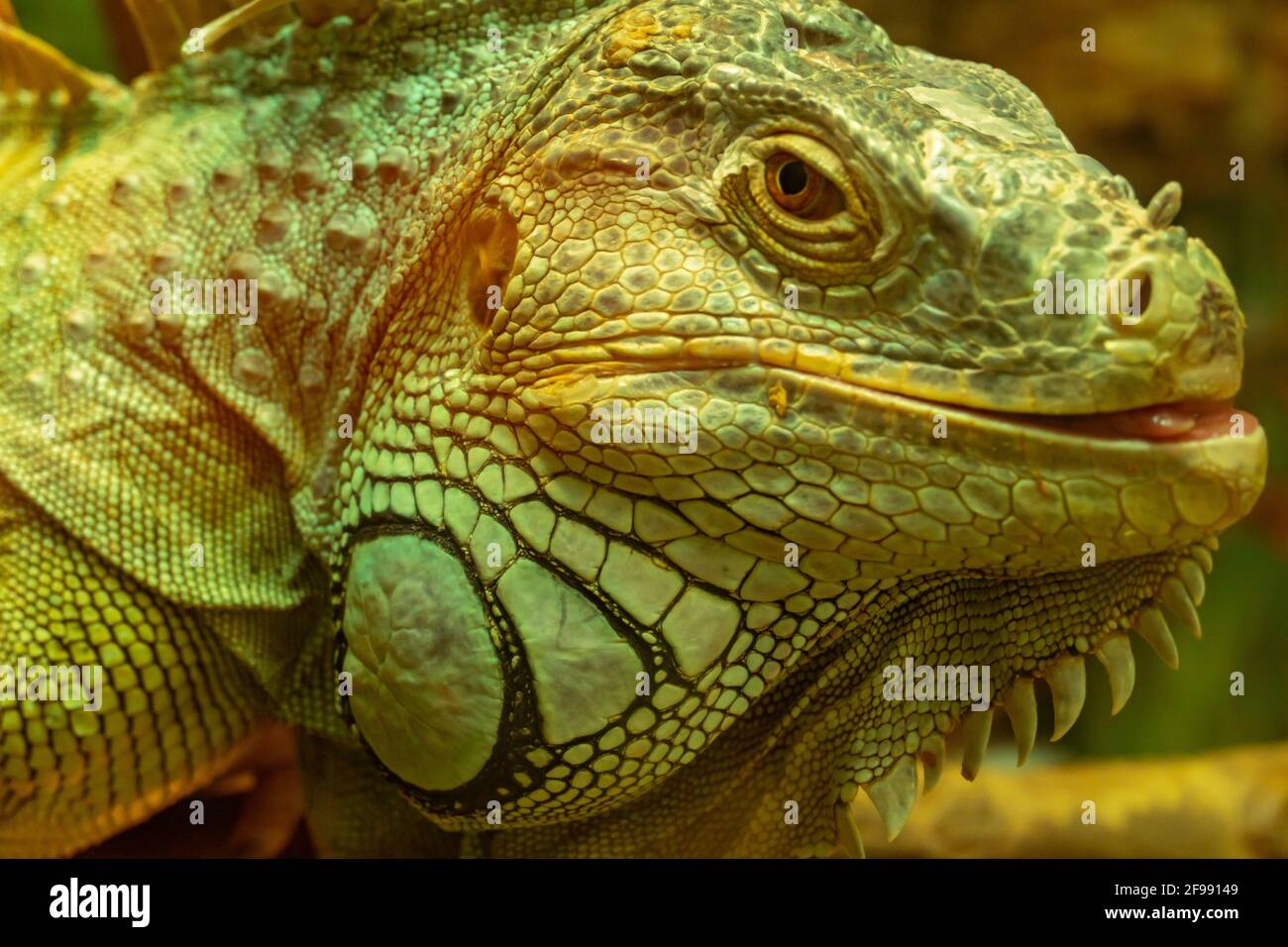 Day Of The Iguana