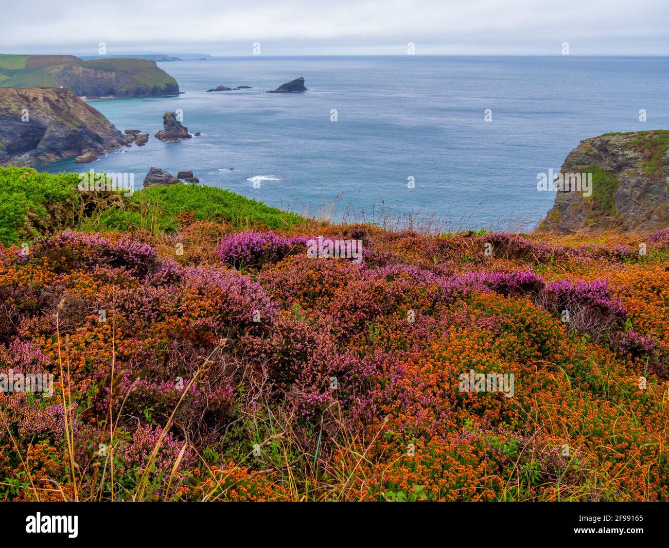 Amazing vegetation at the west coast of england in cornwall hi-res ...