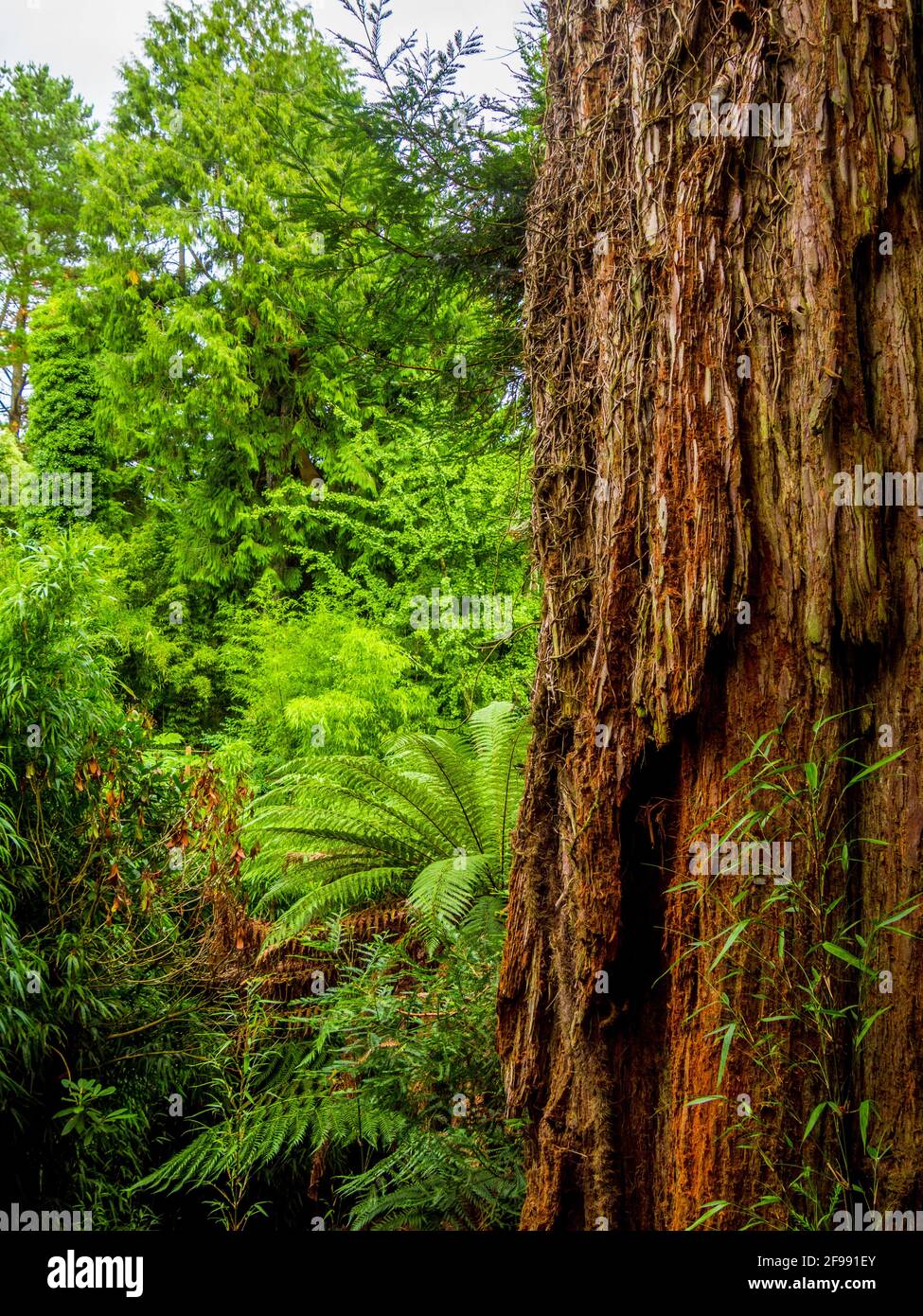 Amazing trees - vegetation in a jungle forest Stock Photo - Alamy