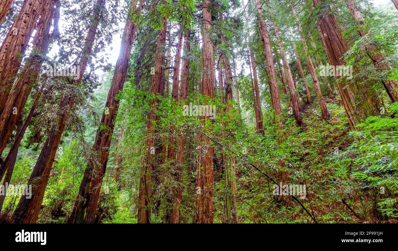 Giant red cedar hi-res stock photography and images - Alamy