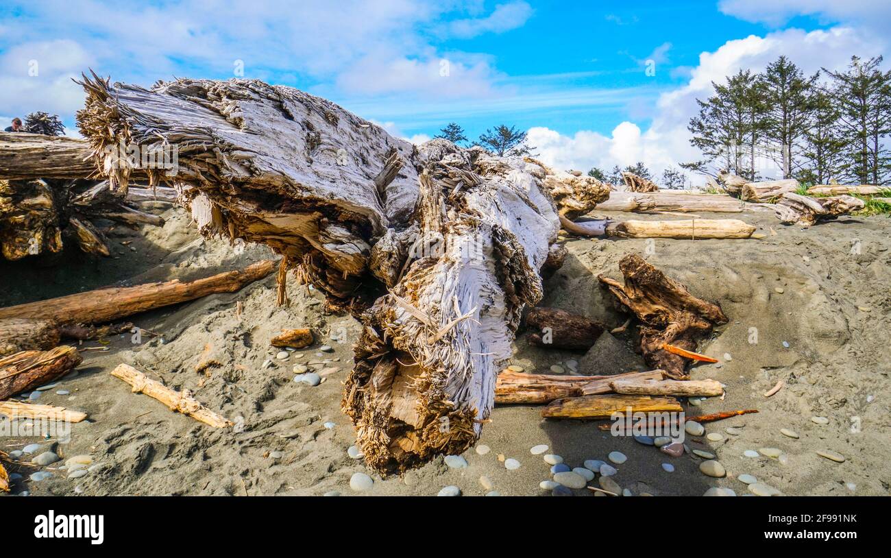 The trees lying at famous La Push beach - forested trail Stock Photo ...