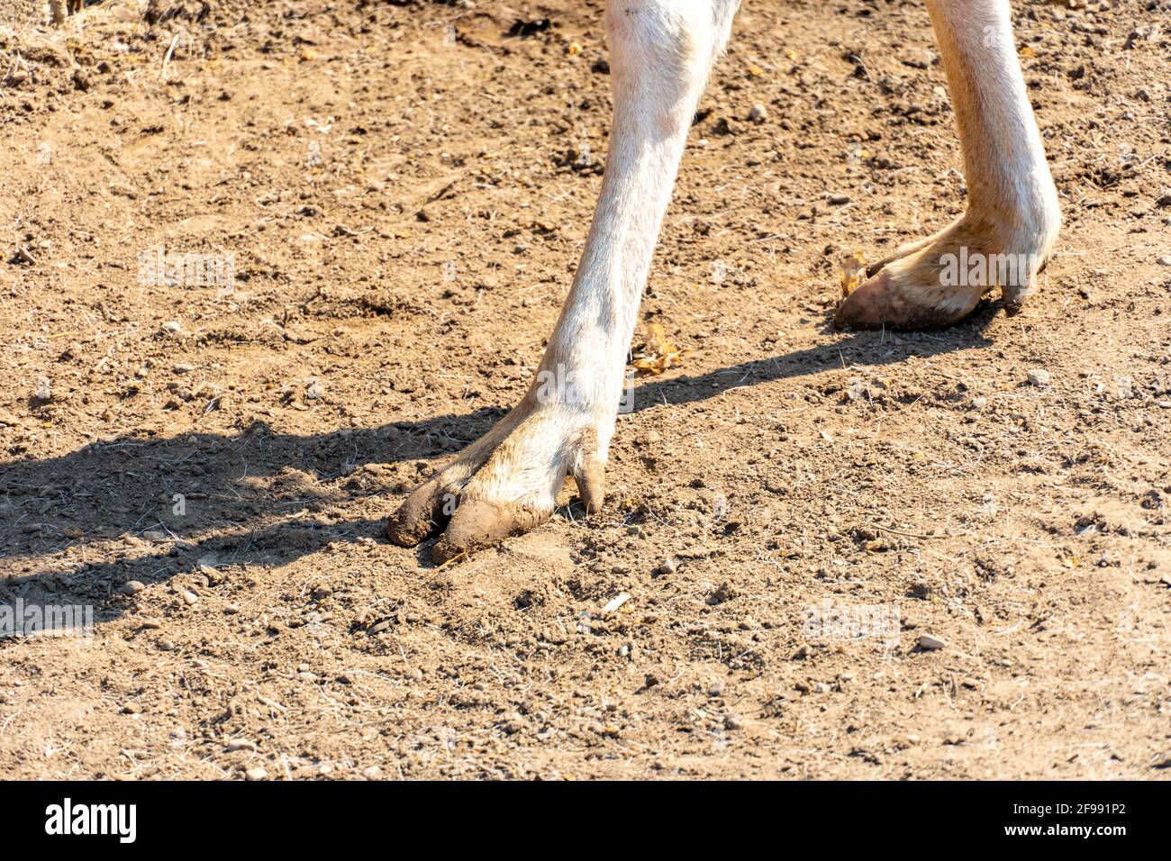 Close up deer hi-res stock photography and images - Alamy