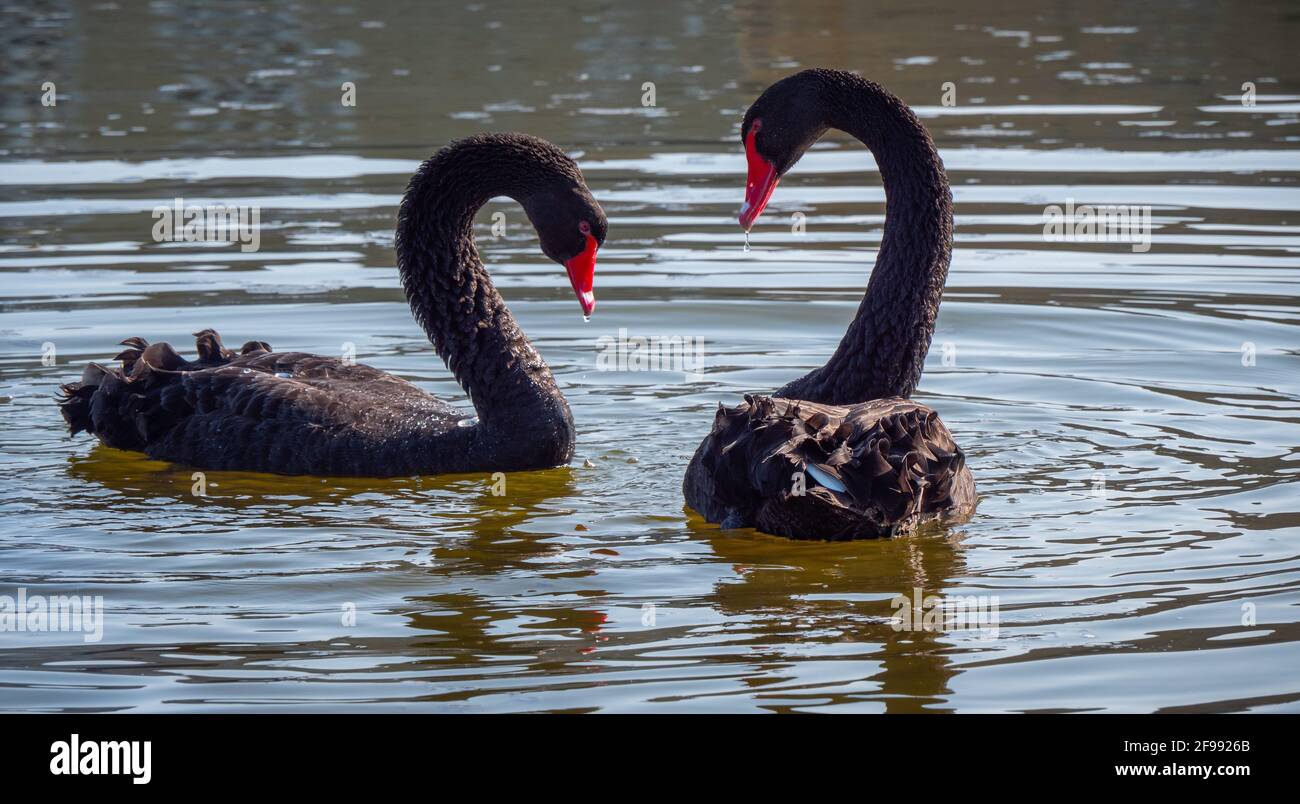 The famous Black Swans at Leeds Castle in England - travel photography ...