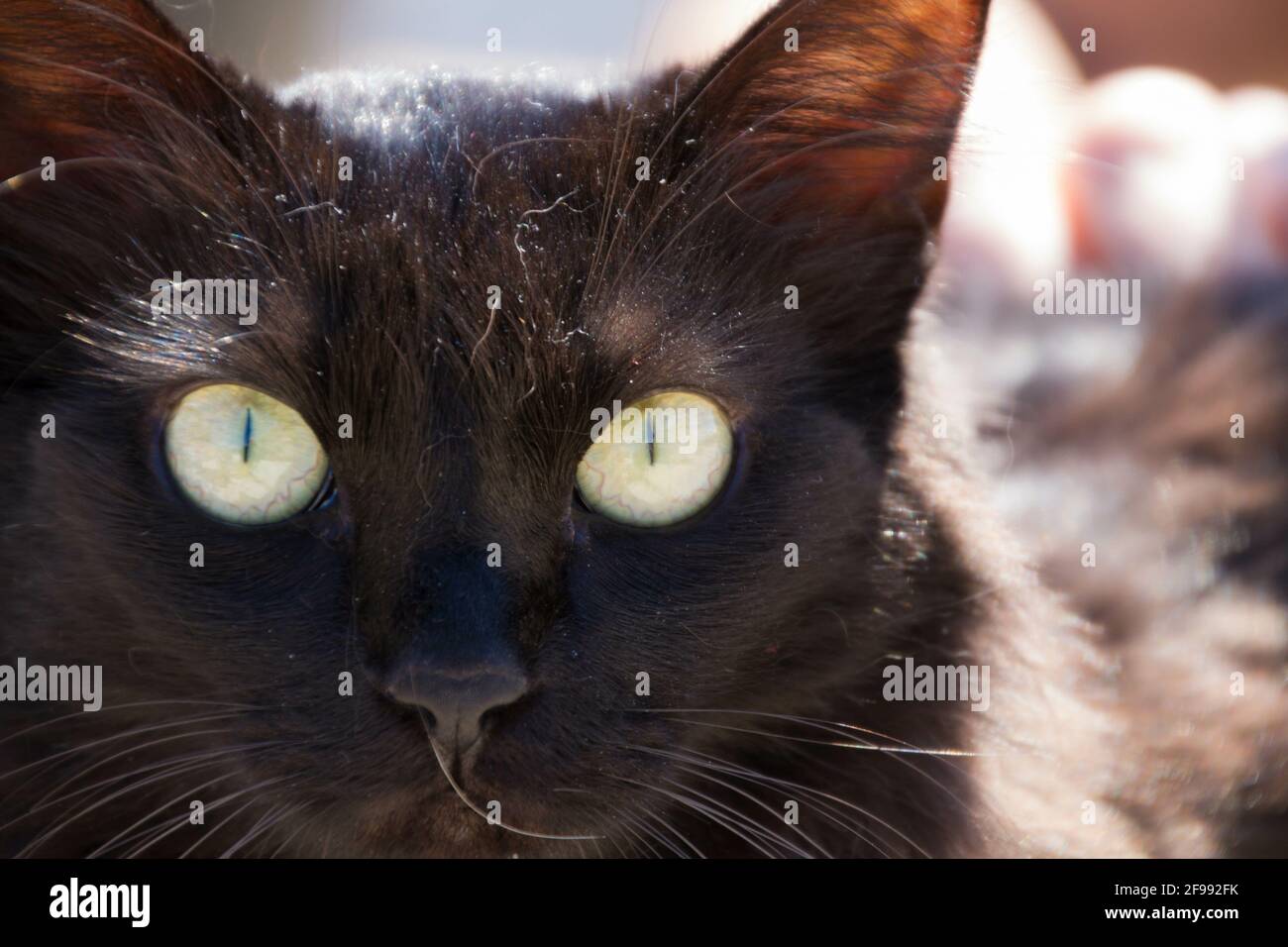 Closeup of a black cat with big eyes staring back at the camera Stock ...