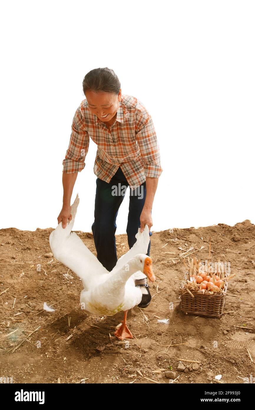Farmer in field goose hi-res stock photography and images - Alamy