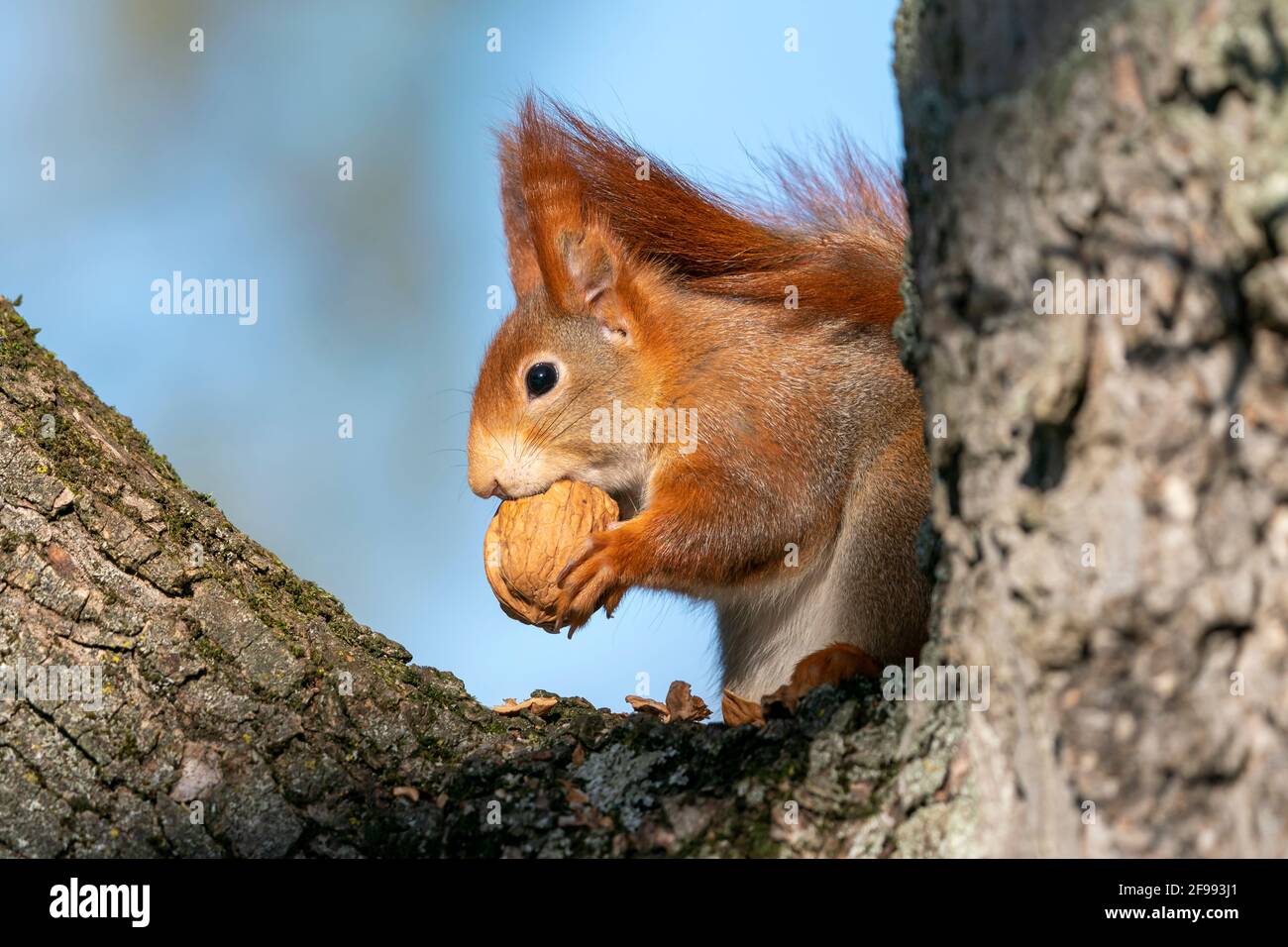Squirrel, (Sciurus vulgaris) foraging for food, wildlife, Germany Stock ...