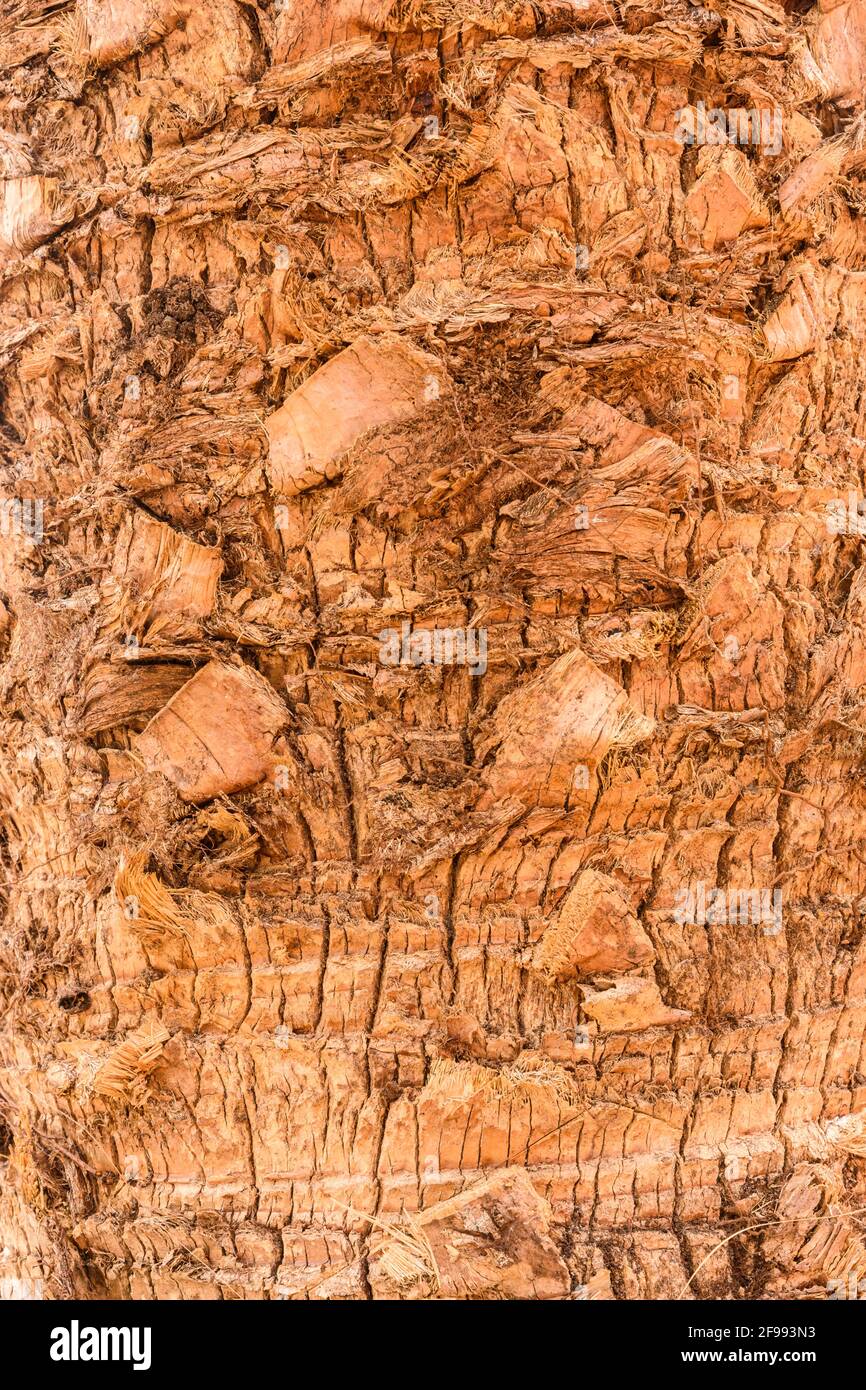 texture and detail of brown bark coconut tree background or backdrop ...