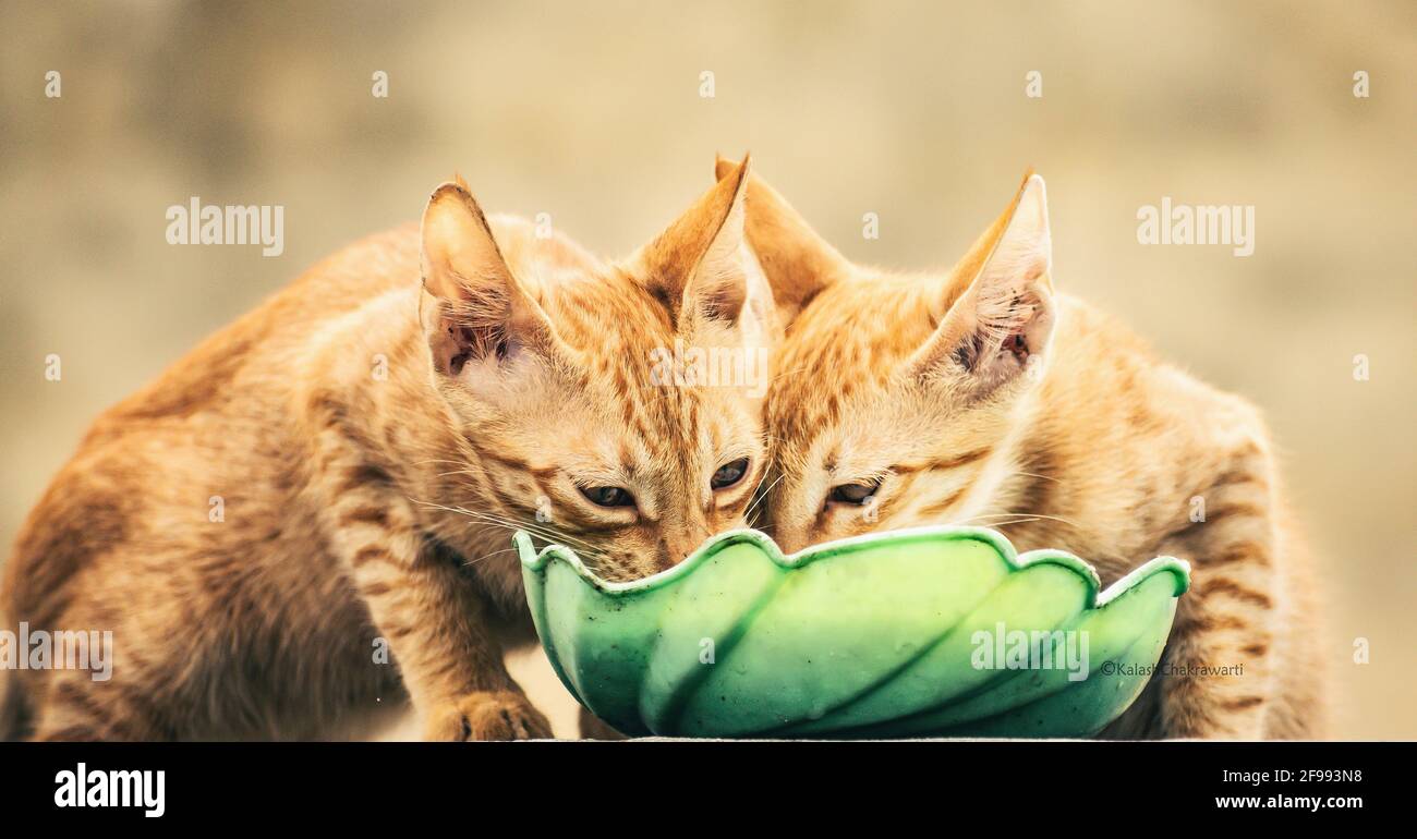 Life is better with animals Stock Photo - Alamy