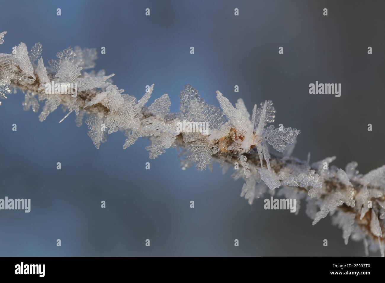 Ice on branch hi-res stock photography and images - Alamy