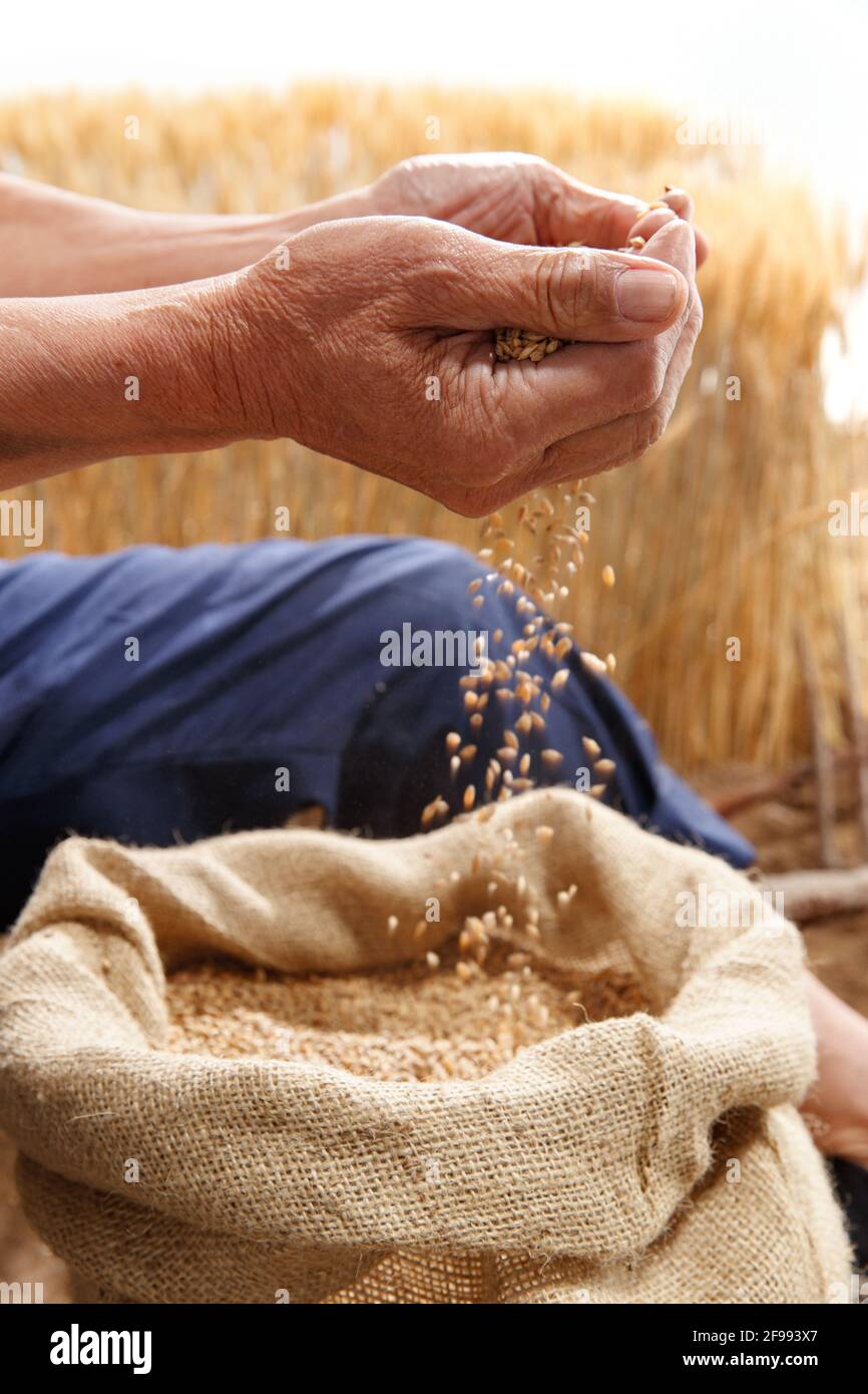 Wheat farmers with the hand holding Stock Photo - Alamy