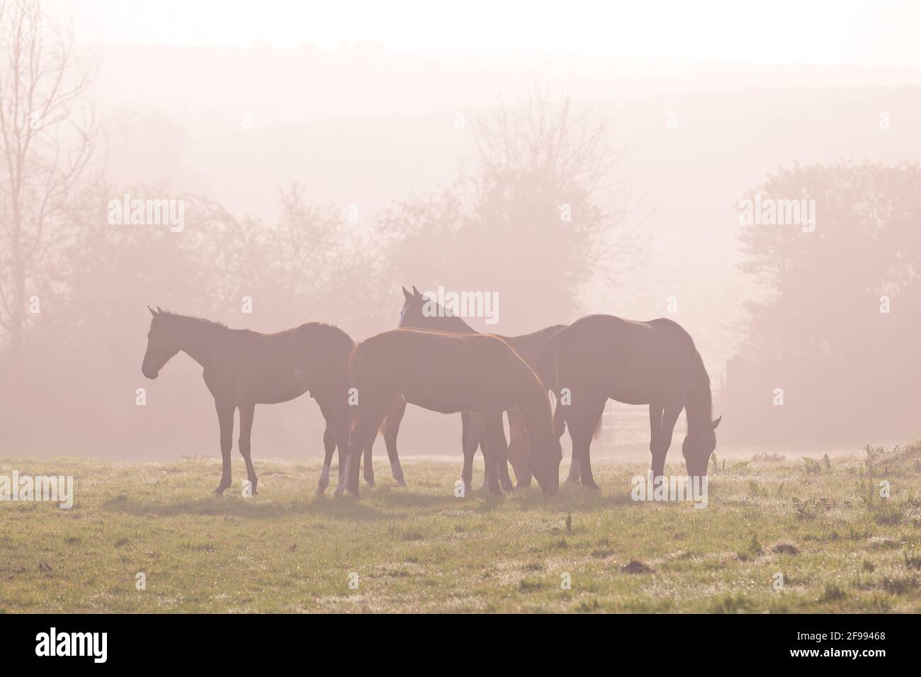 Yearlings hi-res stock photography and images - Alamy