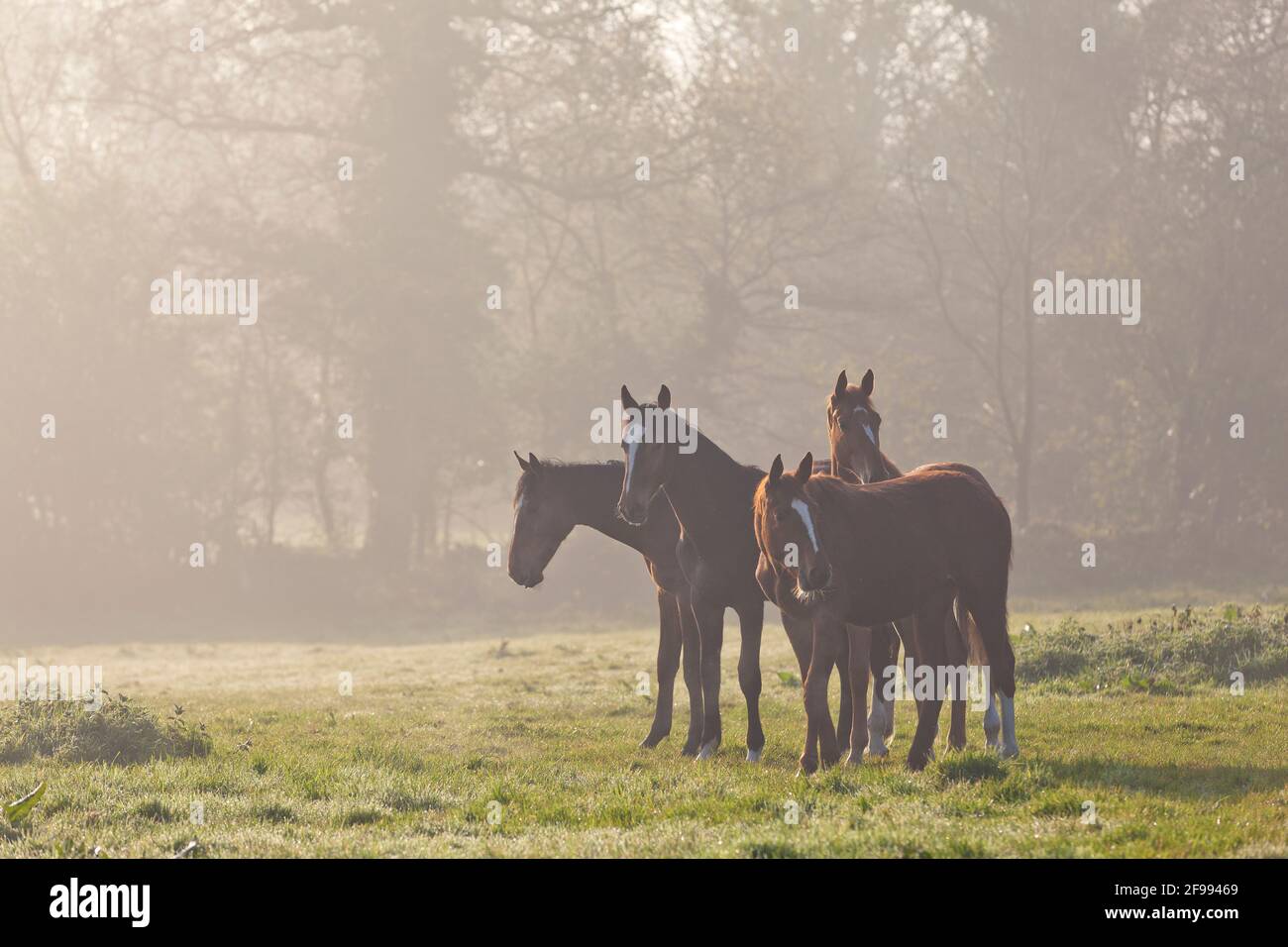 Yearlings hi-res stock photography and images - Alamy