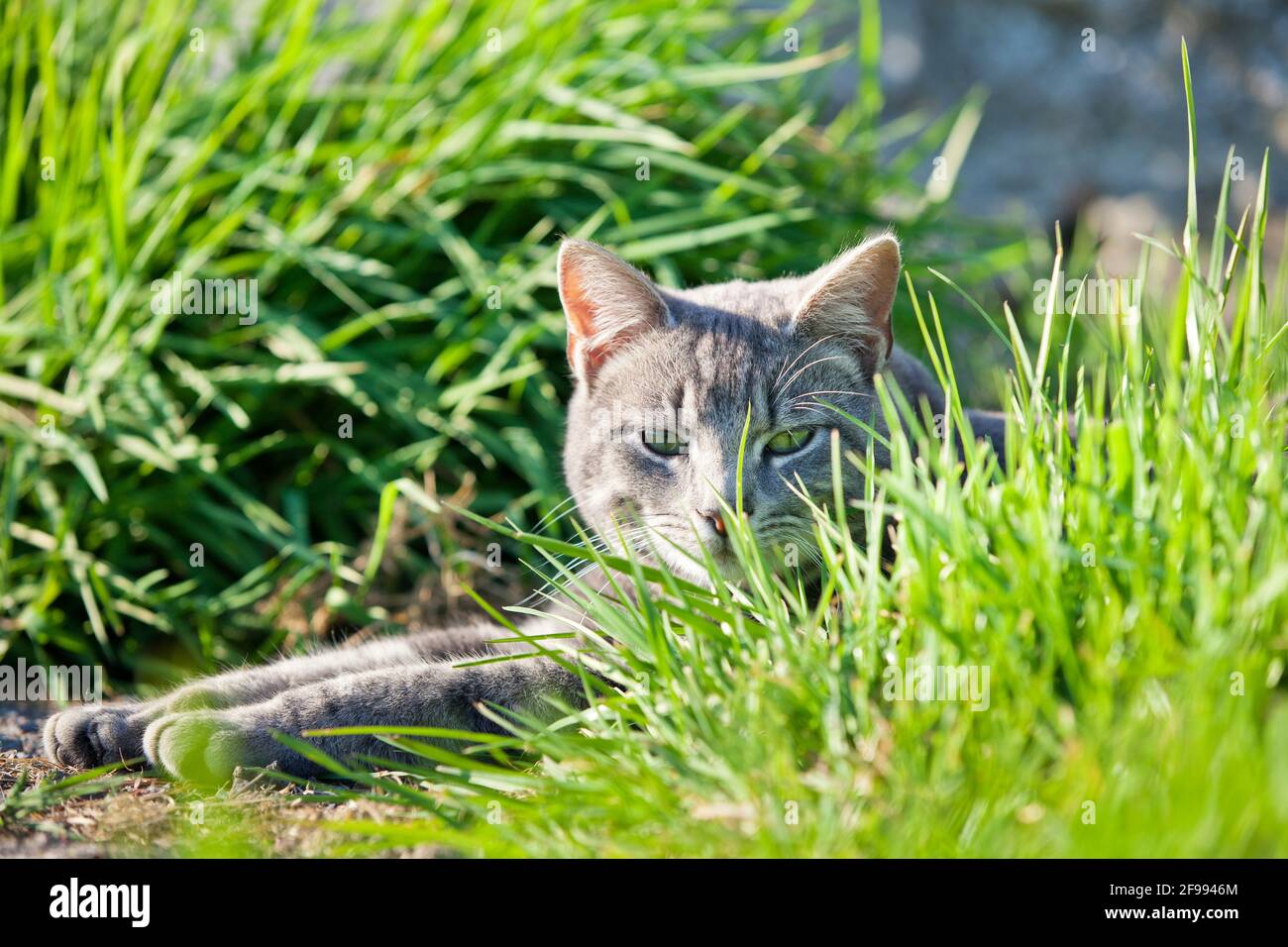 Gray cat outside hi-res stock photography and images - Alamy