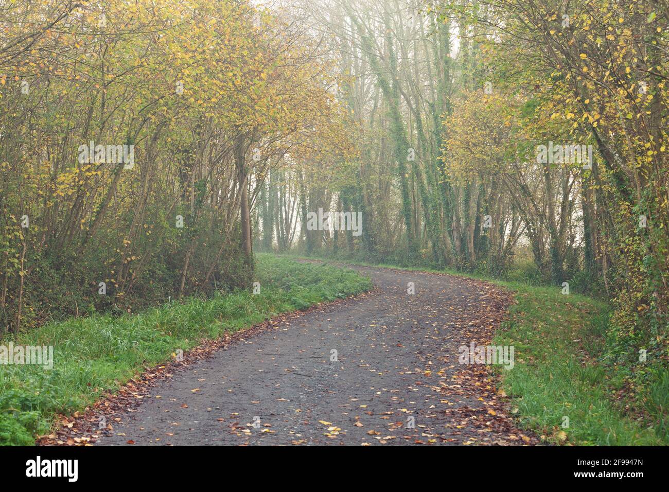 France normandy forest hi-res stock photography and images - Alamy