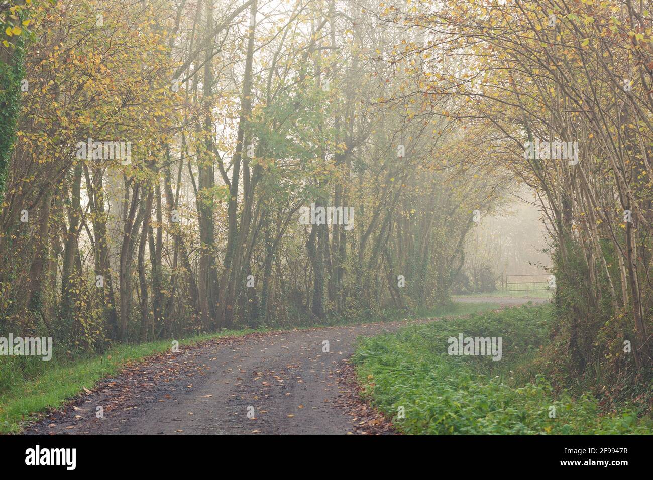 France normandy forest hi-res stock photography and images - Alamy