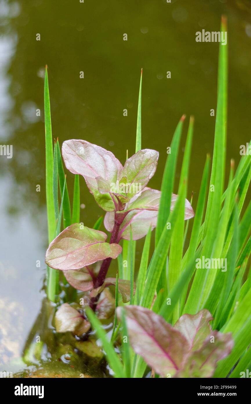 The water mint (Mentha aquatica) on the edge of the pond Stock Photo ...