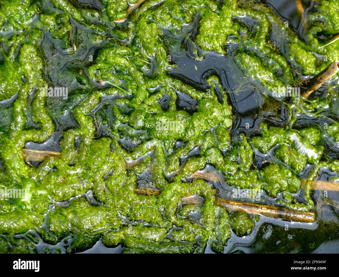 Thread algae in the garden pond Stock Photo - Alamy