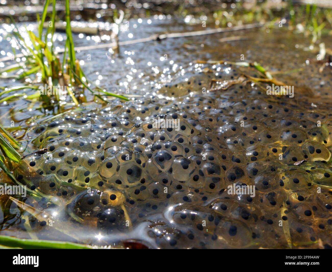 Common frog spawn in shallow water in spring (Rana temporaria Stock Photo - Alamy