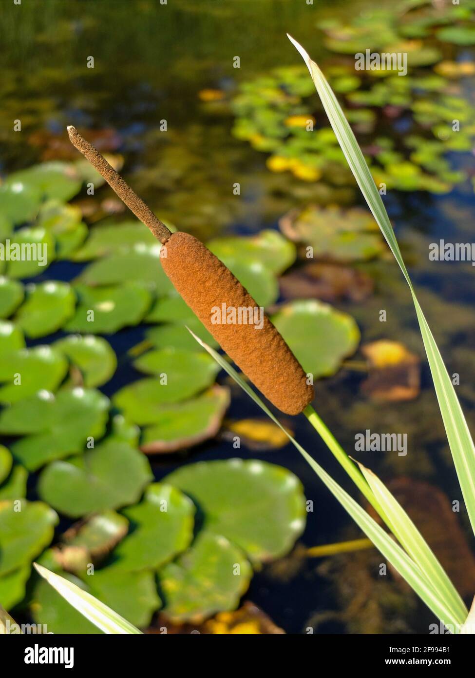 Multicolored cattail 'Variegata' (Typha latifolia Stock Photo - Alamy