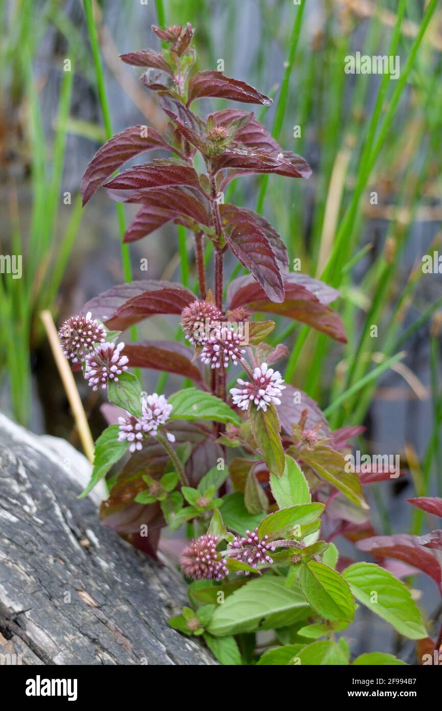The water mint (Mentha aquatica) on the edge of the pond Stock Photo ...