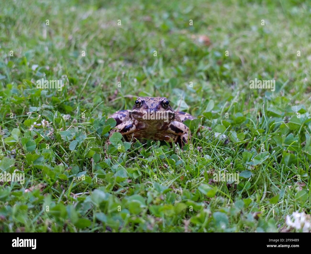Rana temporaria common frog in hi-res stock photography and images - Alamy