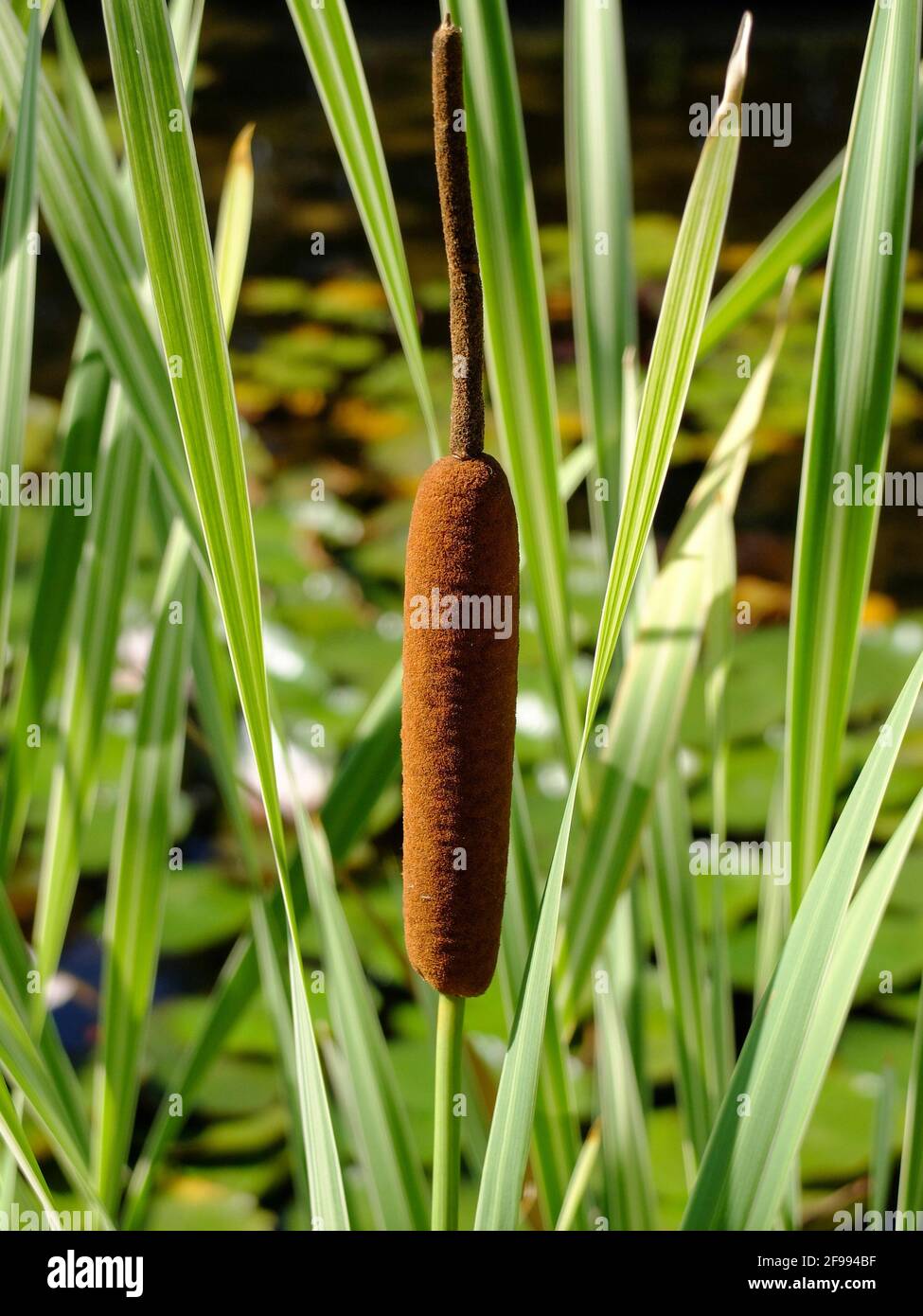 Multicolored cattail 'Variegata' (Typha latifolia Stock Photo - Alamy