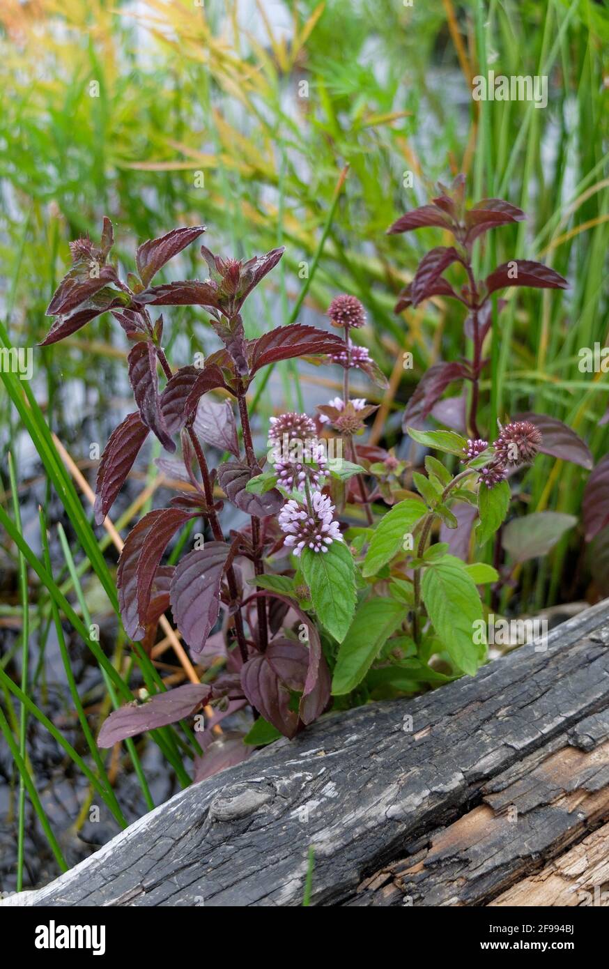 The water mint (Mentha aquatica) on the edge of the pond Stock Photo ...