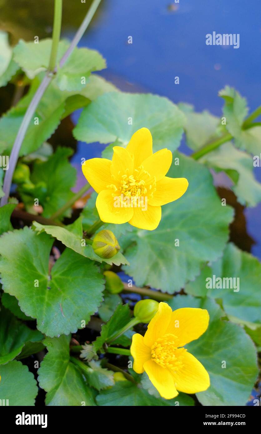 The marsh marigold (Caltha palustris) by the water Stock Photo - Alamy