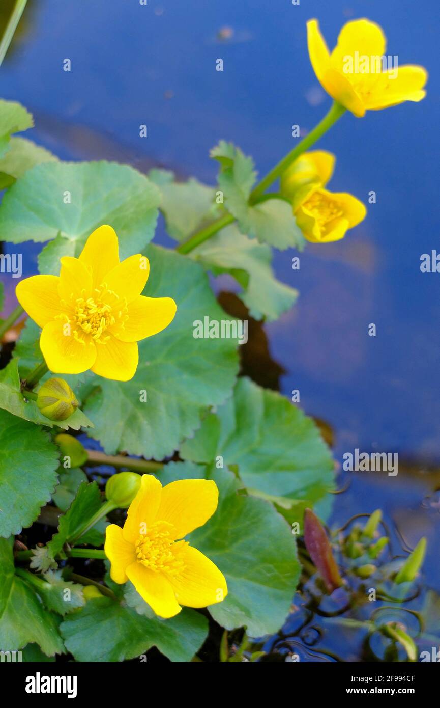 Water primrose aquatic plant hi-res stock photography and images - Alamy